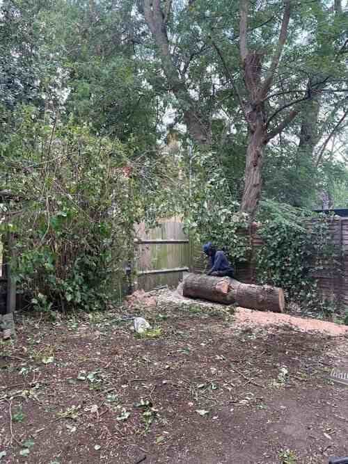 Your Partner in Landscape Transformation | Chigwell Tree Services