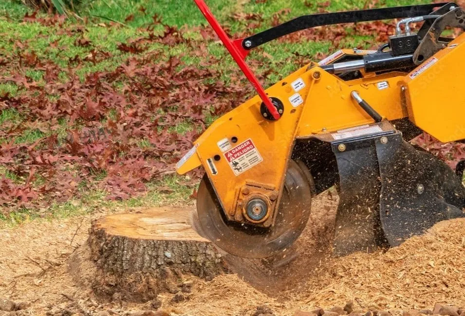 Ultimate Guide to Tree Stump Removal in Essex United Kingdom